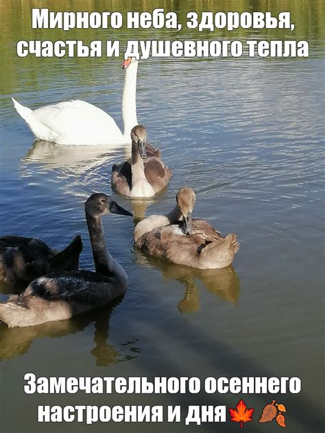 Мем Мирного неба здоровья счастья и душевного тепла Замечательного осеннего настроения и дня