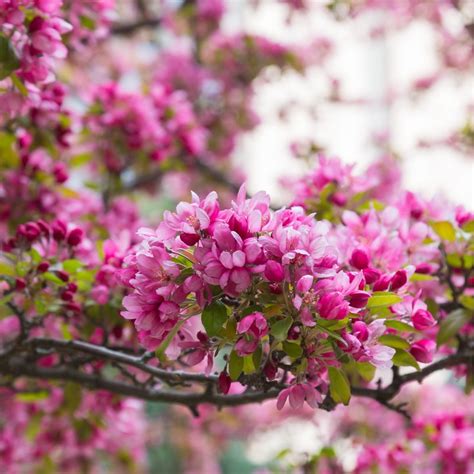 Flowering Trees In Kentucky To Boost Your Homes Curb Appeal Flowering Trees In Kentucky To Boost Your Homes Curb Appeal