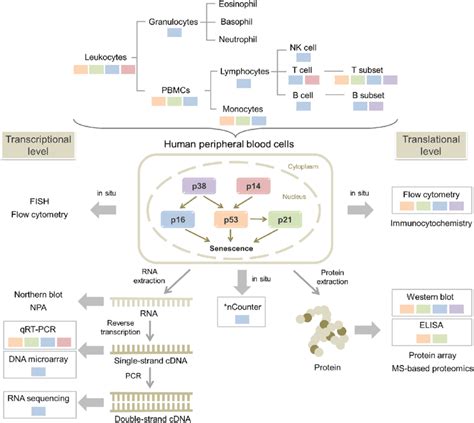 Overview Of Techniques To Detect Cell Cycle Regulators As Senescence Download Scientific