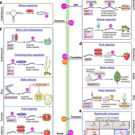 Features Of M⁶a Rna Methylation In Plants A Summary Of Key Features Of