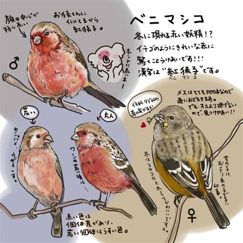 ベニマシコの探し方生息地や生態はイラストと画像 mililie2023 ベニマシコ イラスト 動物 図鑑