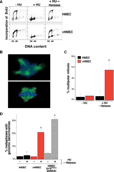 Supernumerary Centrosomes Produce Multipolar Spindles And Correlate