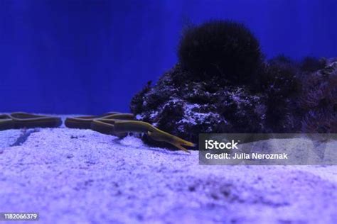 화가 난 노란 뱀장어 산호초 살아있는 산호와 함께 하는 해양 배경 긴에 대한 스톡 사진 및 기타 이미지 긴 깊은 노랑 Istock