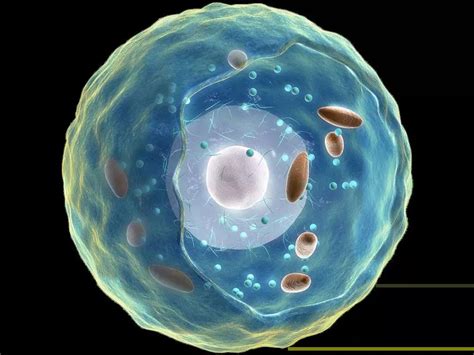 科学奥秘｜细胞的精美超清大图 澎湃号·政务 澎湃新闻 The Paper