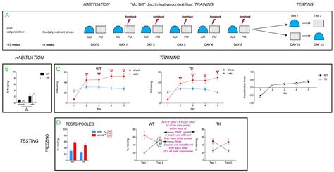 New Data On Neurogenesis Pattern Separation Context Discrimination