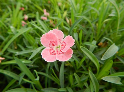 花朵 植物学 自然 Pixabay上的免费照片 Pixabay