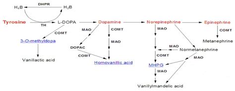 Catecholamines Analysis Service Creative Proteomics