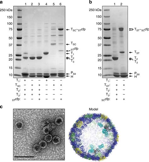 SDS PAGE And Electron Micrographs Of Various Shell Preparations A B Download Scientific