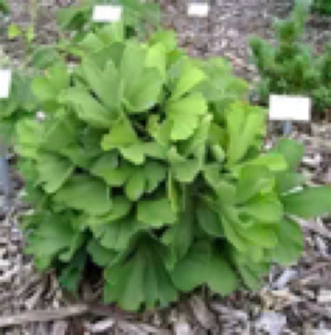Ginkgo Biloba ‘troll Dwarf Ginkgo Grafted And Similar Items