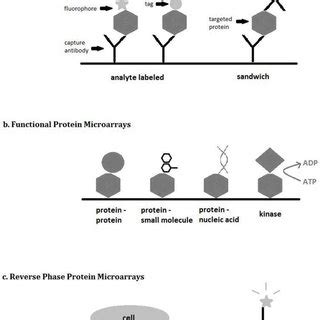 Three Categories Of Protein Microarrays A Analytical Protein B Download Scientific