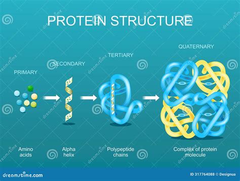 Protein Structure Stock Vector Illustration Of Medical 317764088