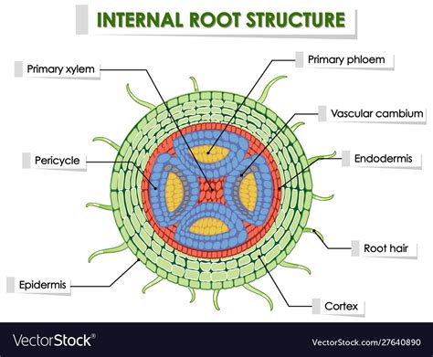 Diagram Showing Internal Root Structure Royalty Free Vector