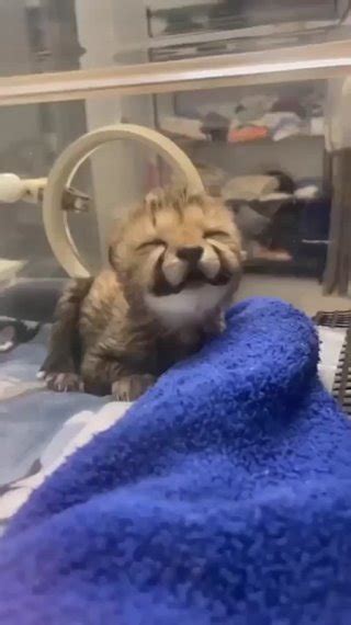 Клипы Смешные животные