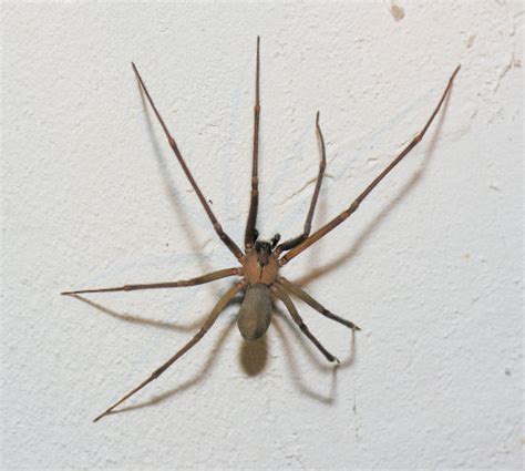 Desert Recluse Spider Usu