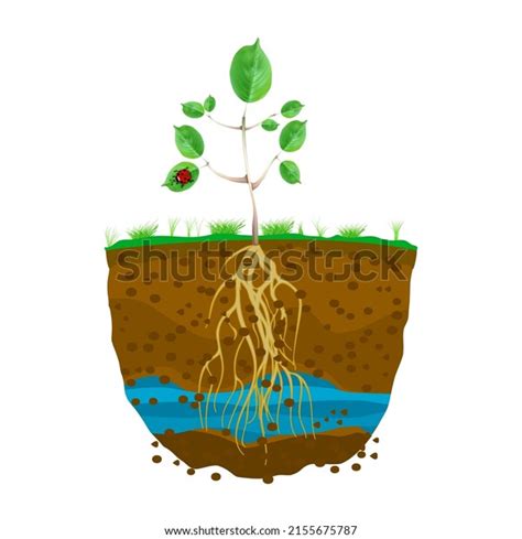 1 276 Tree Roots Cross Section Images Stock Photos Vectors