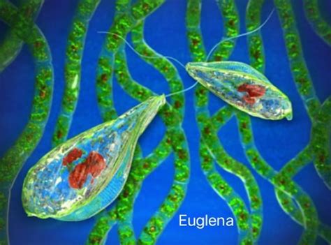 Phylum Sarcomastigophora