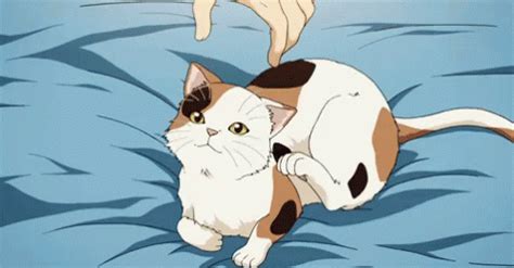 Anime Cats  Anime Cats Discover And Share S