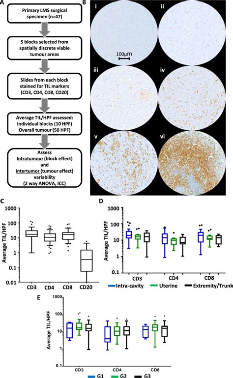 The Adequacy Of Tissue Microarrays In The Assessment Of Inter And