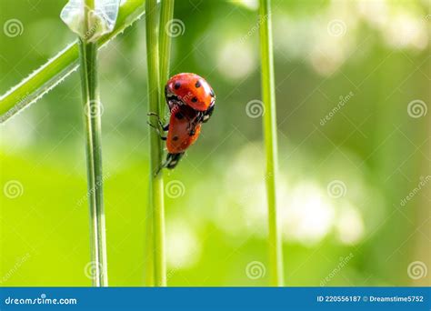 Pair Of Ladybugs Having Sex On A Leaf As Couple In Close Up To Create The Next Generation Plant