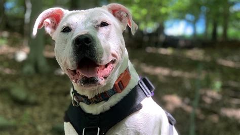 Meet Acorn The Story Of A Deaf Dog In Cleveland Impacts World