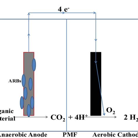 In A Two Chamber Mfc A Biofilm Of Anode Reducing Bacteria Arbs On
