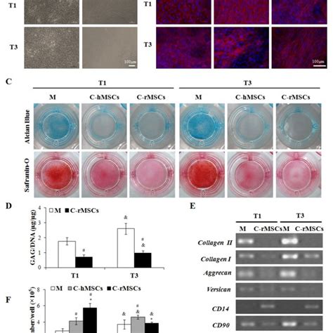 Mscs Downregulate Chondrocytic Differentiation Of Articular