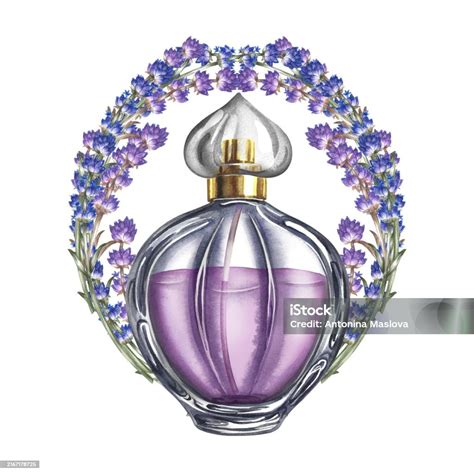 라벤더 라벤더 향수 보라색 향수병과 라벤더 꽃 손으로 그린 수채화 일러스트 그것을 강조 표시하십시오 포장 엽서 및 라벨 디자인의 한 요소 0명에 대한 스톡 벡터 아트 및