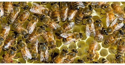 Какви семейства трябва да има през зимата на пчелина Български Фермер