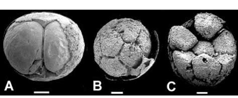 Phosphatized Fossil Embryos From The Neoproterozoic 570±20 Million Download Scientific Diagram