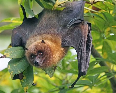 Bat Habitats
