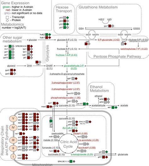 Metabolic Network Showing Metabolome Transcriptome And Proteome Download Scientific Diagram