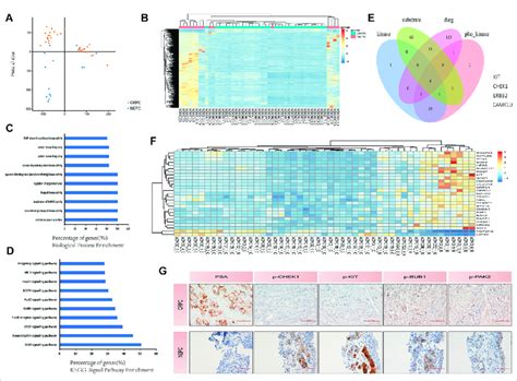 Protein Kinases Are Involved In The Development Of NEPC A PCA Plot