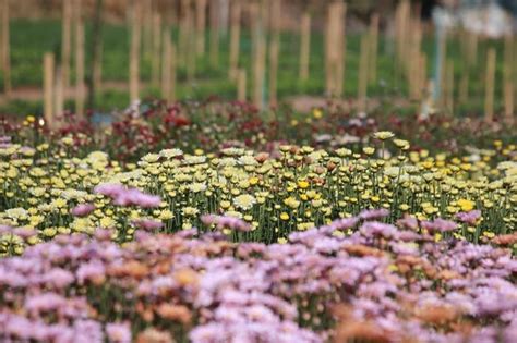 บ้านห้วยสำราญ ดินแดนแห่งดอกไม้ที่ใหญ่ที่สุดของภาคอีสาน