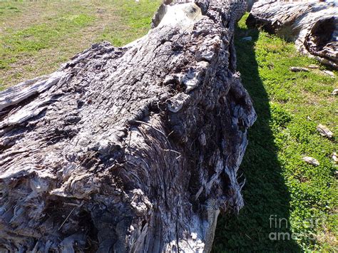 Huge Naturally Fallen Texas Live Oak Tree Logs Two Photograph By Joney