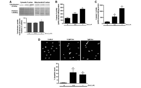 Cytochrome C Release From Mitochondria Caspase 9 And Caspase 3