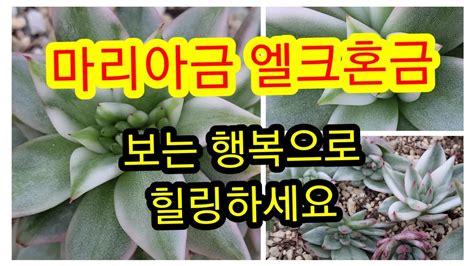 1월 16일 마리아금 엘크혼금 이쁜아이들 보는 행복으로 힐링하세요 Youtube