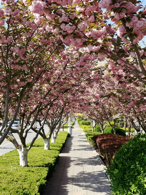 거닐다 거리 경치 경치가 좋은 계절 고요한 골목 그림 같은 그림자 꽃 꽃 장식 꽃 풍경 꽃이 만발한 나무 꽃이 피는 나무 나무가 늘어선 낭만적인