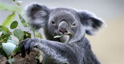 Male Koalas Make Noise And Spread Out When Seeking Sex Research Shows
