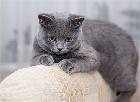 Grey British Shorthair Ancient Breed With A Long Lifespan