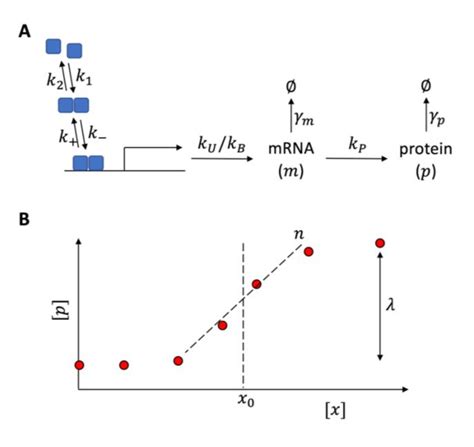 Derivation And Fitting Of The Hill Function A The Derivation Of The