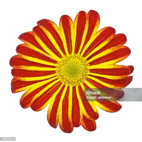 꽃 노란색 빨간색 데이지 흰색 배경에 고립입니다 클로즈업입니다 디자인의 요소입니다 0명에 대한 스톡 사진 및 기타 이미지 0명 꽃 식물 꽃봉오리 Istock