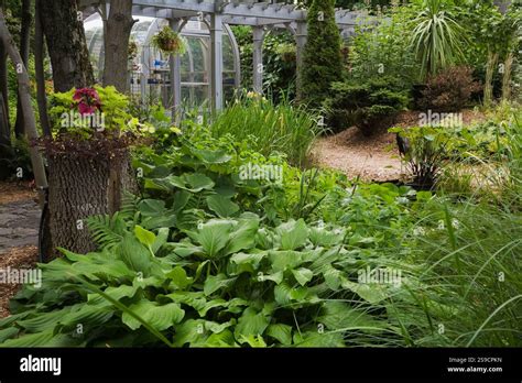 Hosta Plaintain Lily In Mixed Border And Purple Solenostemon Coleus Plant In Tree Stump