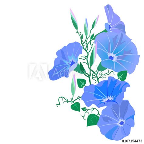Morning Glory Botanical Drawing Free Download On Clipartmag