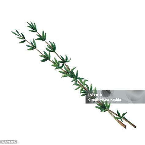흰색 배경에 격리 된 백리향의 두 녹색 가지 수채화 손 그린 일러스트 백리향에 대한 스톡 벡터 아트 및 기타 이미지 백리향 수채화 일러스트레이션 Istock