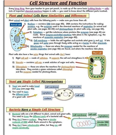 Cell Structure And Function Worksheet