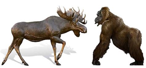 Gigantopithecus Largest Ape Ever Lived