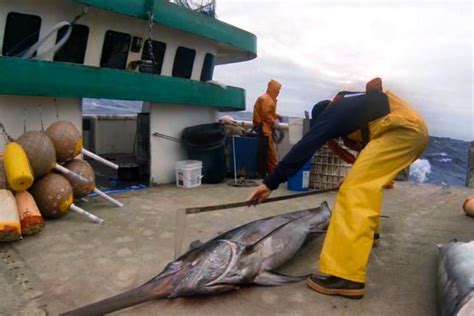 Pacific Islands Region Observer Program Noaa Fisheries