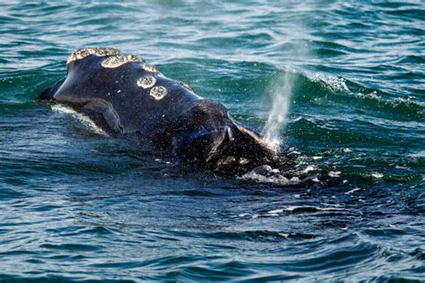 Noise From Offshore Wind Turbines May Lead To Whale Extinction