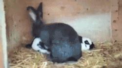 Quickie Tag Primogif