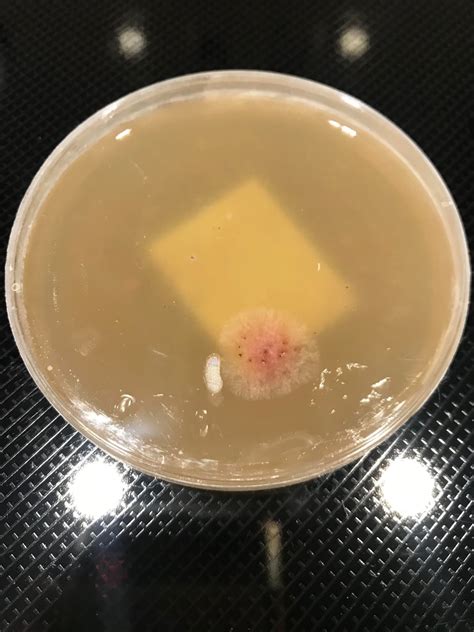 Newbie Learning To Work With Agar Should I Separate Contaminated